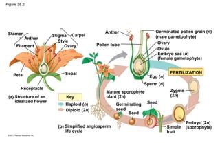 Ch. 38: Angiosperm Reproduction and Biotechnology | PPT