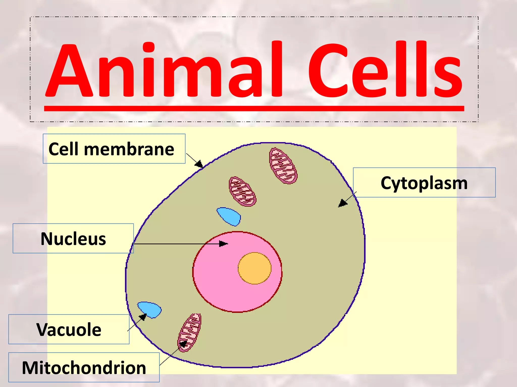 Ch.1.less.1. what are the structures of plant and animals cells | PPT ...