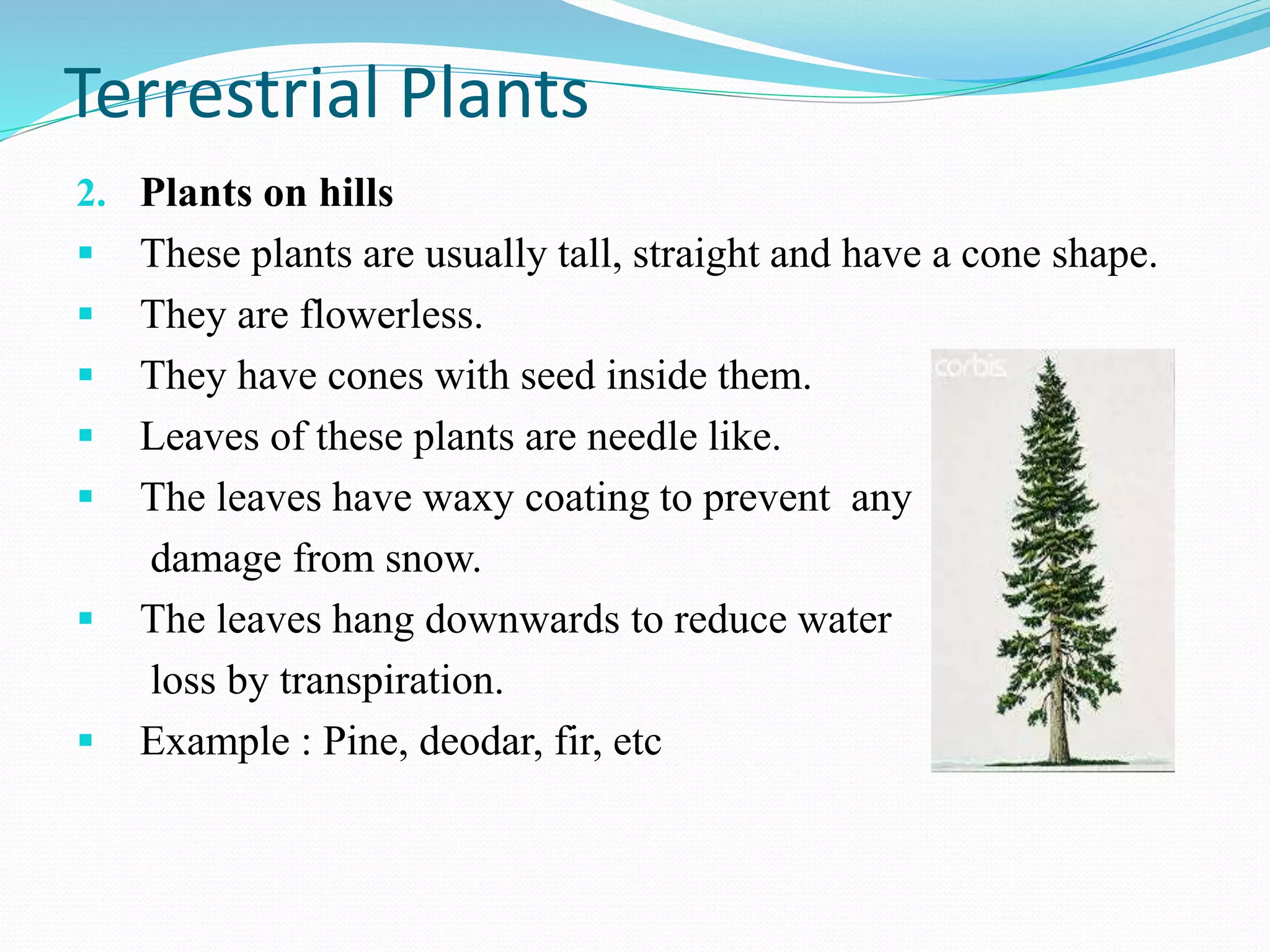 CH- 1Adaptation in Plants.pptx