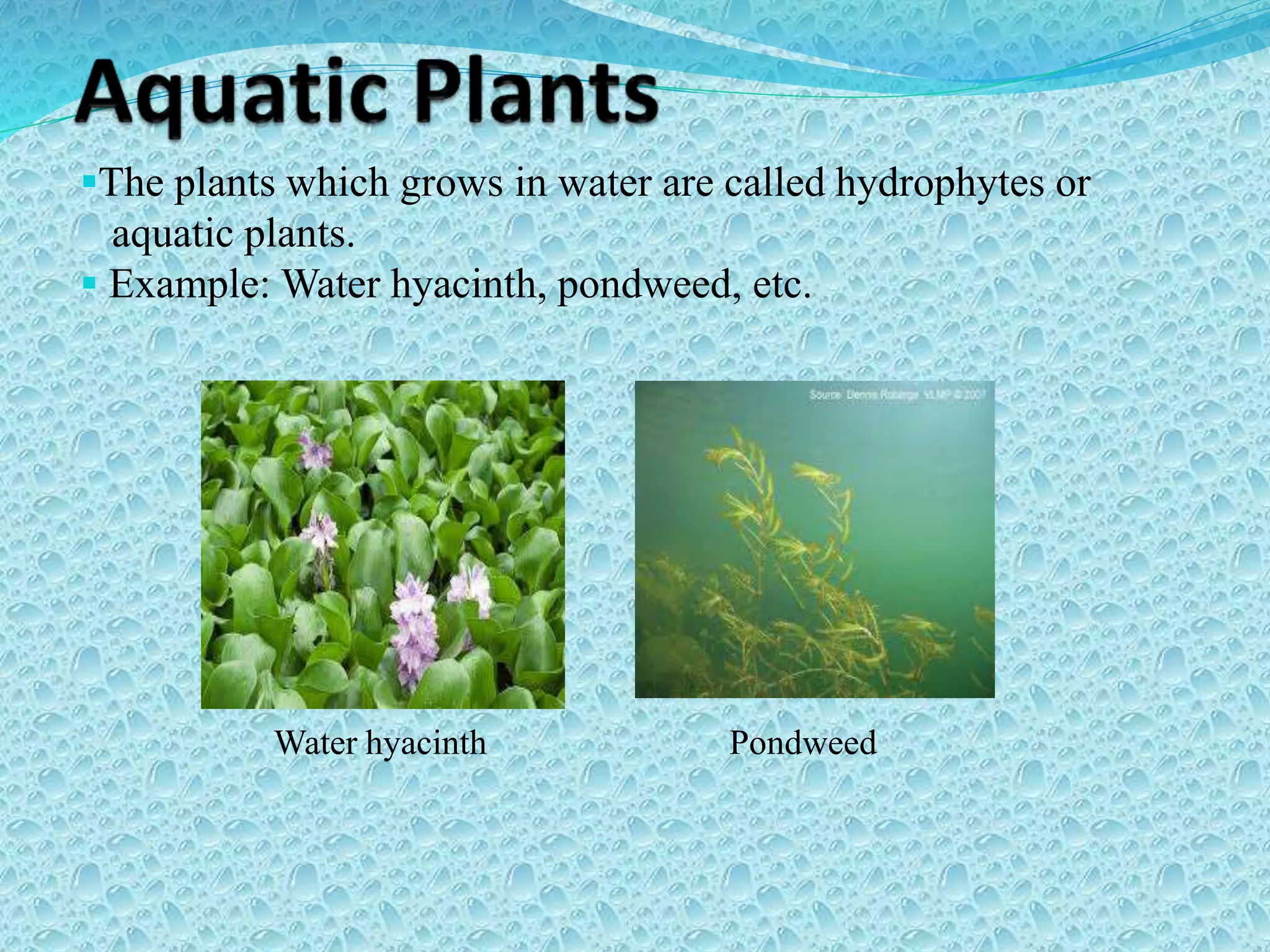 CH- 1Adaptation in Plants.pptx