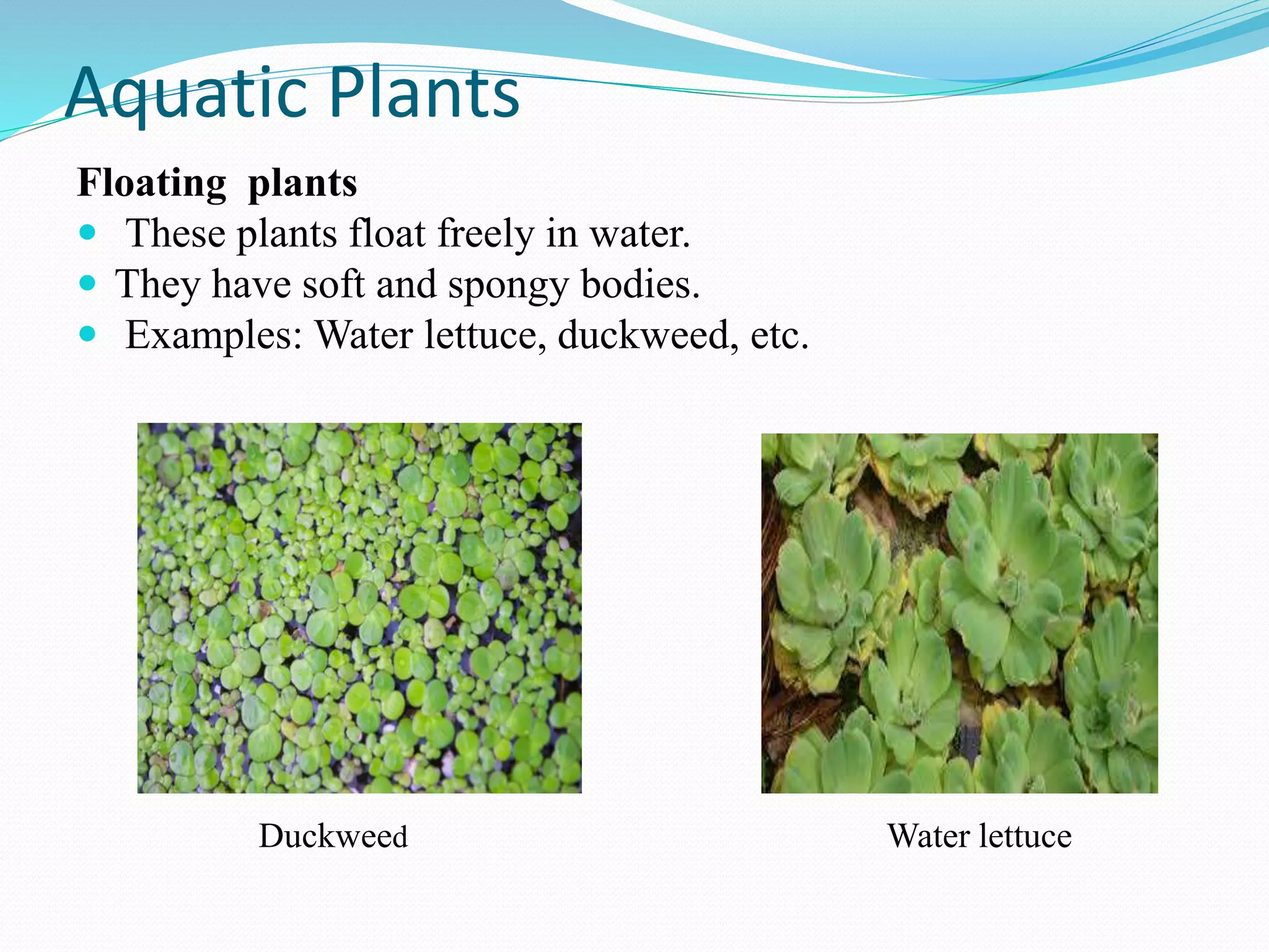 CH- 1Adaptation in Plants.pptx