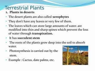 CH- 1Adaptation in Plants.pptx