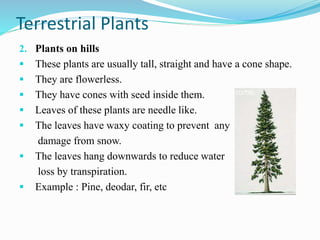 CH- 1Adaptation in Plants.pptx