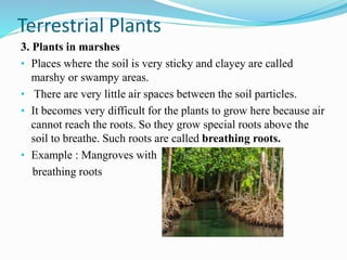 CH- 1Adaptation in Plants.pptx