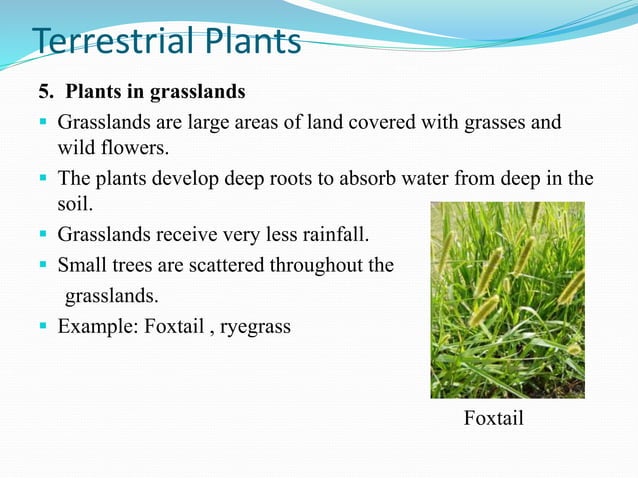 CH- 1Adaptation in Plants.pptx | Gardening | Home & Garden