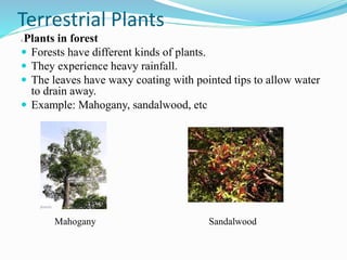 CH- 1Adaptation in Plants.pptx