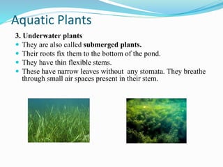 CH- 1Adaptation in Plants.pptx