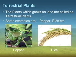 Examples Of Terrestrial Plants