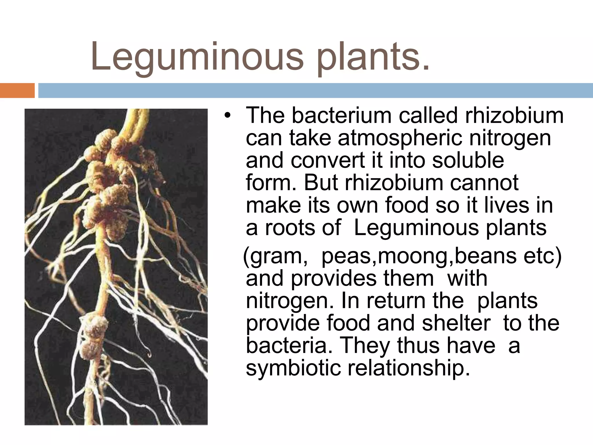 Ch 1; heterotrophic nutrition | PPTX