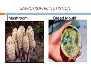 Ch 1; heterotrophic nutrition | PPTX