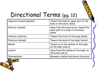 Ch. 1 Human Anatomy Orientation and Body Regions | PPT