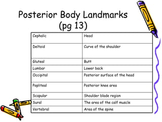 Anatomy Of The Body Landmarks Worksheets