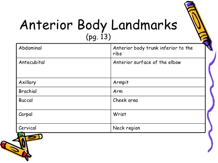 Surface Anatomy Landmarks Human Body