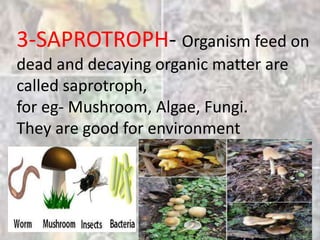 Class -7 Science Chapter-1 nutrition in plants, | PPTX