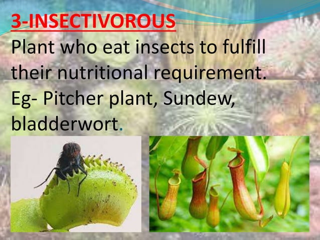 Class -7 Science Chapter-1 nutrition in plants, | PPTX