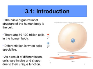 Ch. 3 Cells.ppt | Biological Sciences | Science
