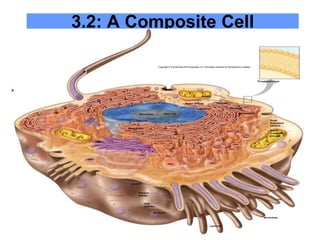 Ch. 3 Cells.ppt | Biological Sciences | Science