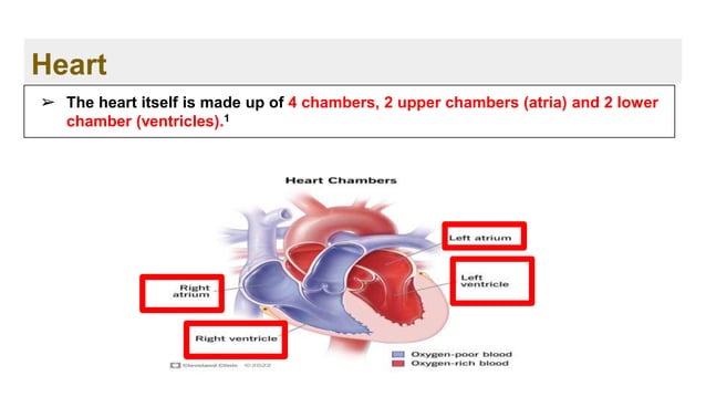 Hemostasis and Coagulation cascade | PPTX | Heart and Cardiovascular ...