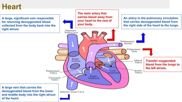 Hemostasis and Coagulation cascade | PPTX | Heart and Cardiovascular ...