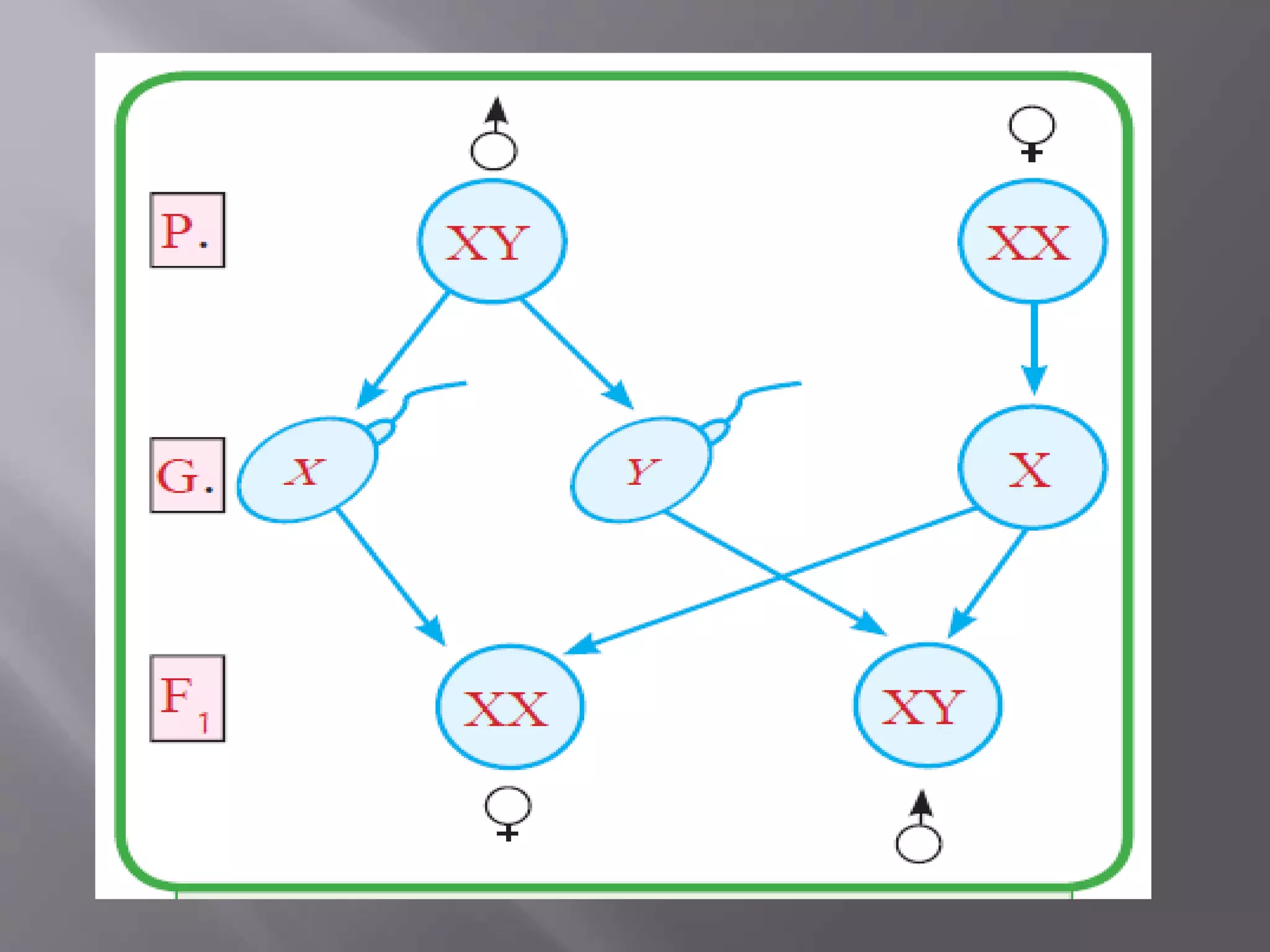basic patterns of inheritance biology pptx | PPT