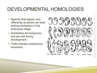 Ch. 23.2 Evolutionary Changes | PPTX