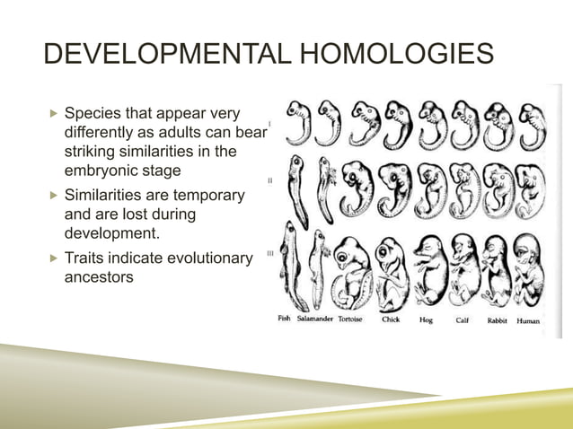 Ch. 23.2 Evolutionary Changes | PPTX