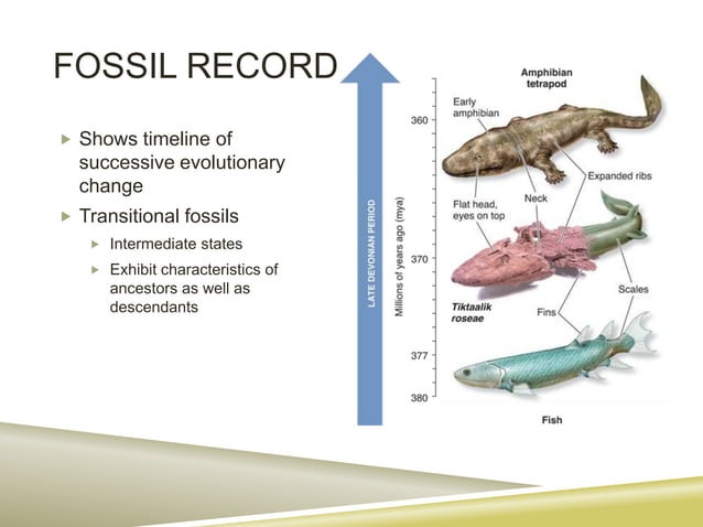 Ch. 23.2 Evolutionary Changes | PPT