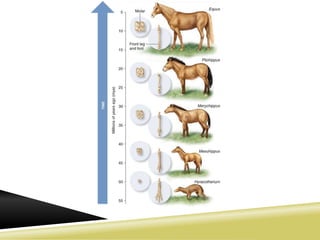 Ch. 23.2 Evolutionary Changes | PPTX