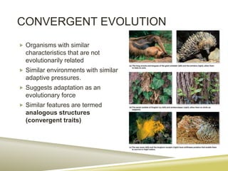 Ch. 23.2 Evolutionary Changes | PPTX