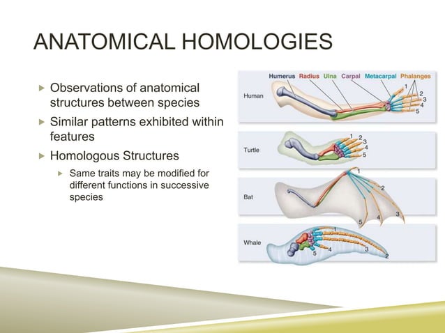 Ch. 23.2 Evolutionary Changes | PPTX