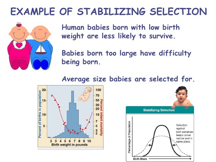 Stabilizing Selection Example