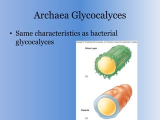 cell parts/organelles and functions.pptx