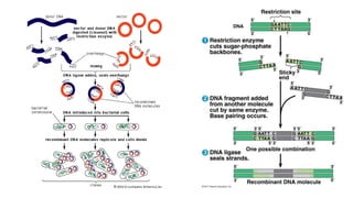 DNA recombinant technology on insulin modification | PPT
