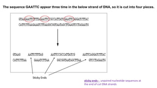 DNA recombinant technology on insulin modification | PPT