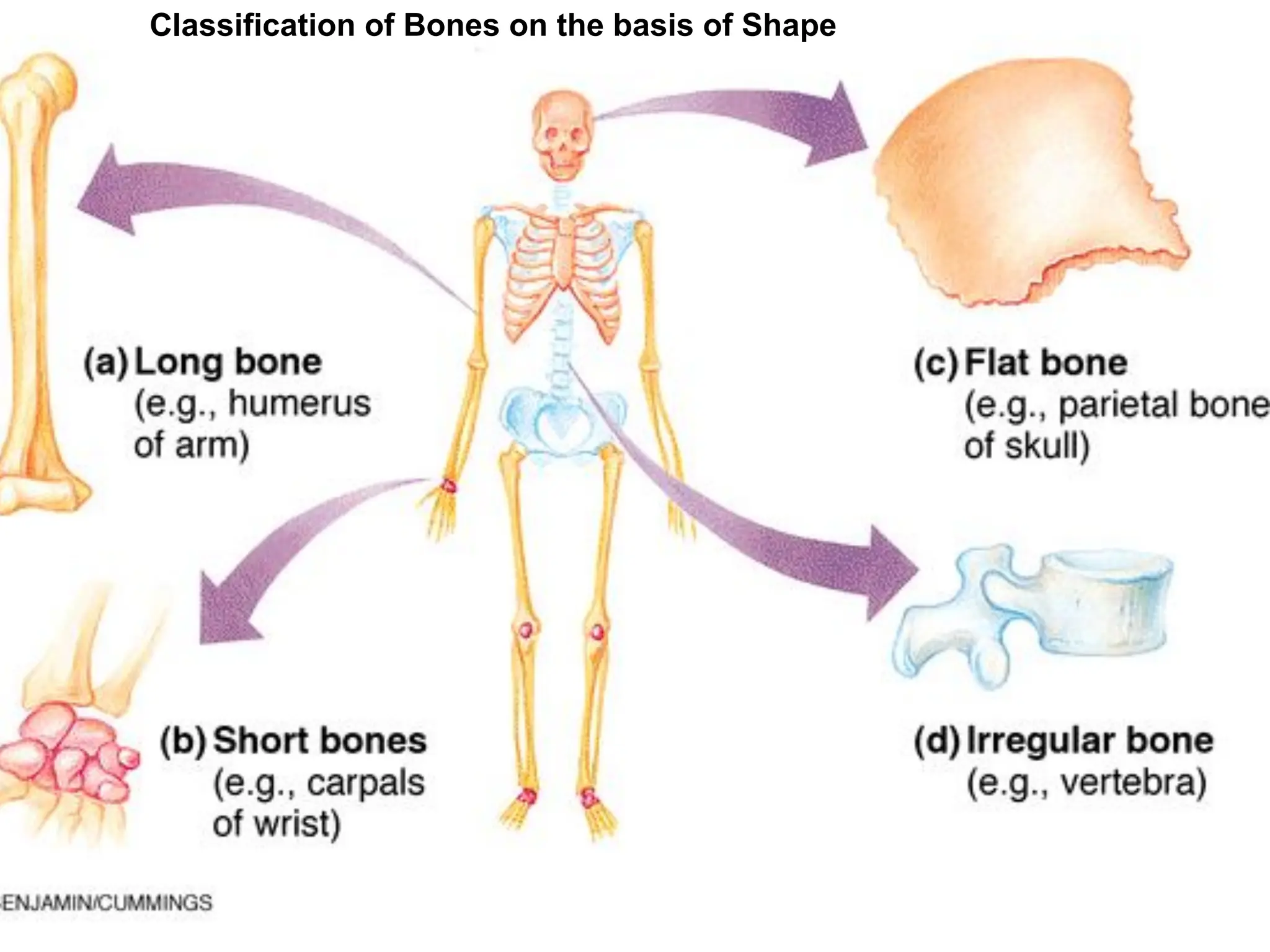 Ch. 5 Lecture - Skeletal System (marieb).ppt.pdf