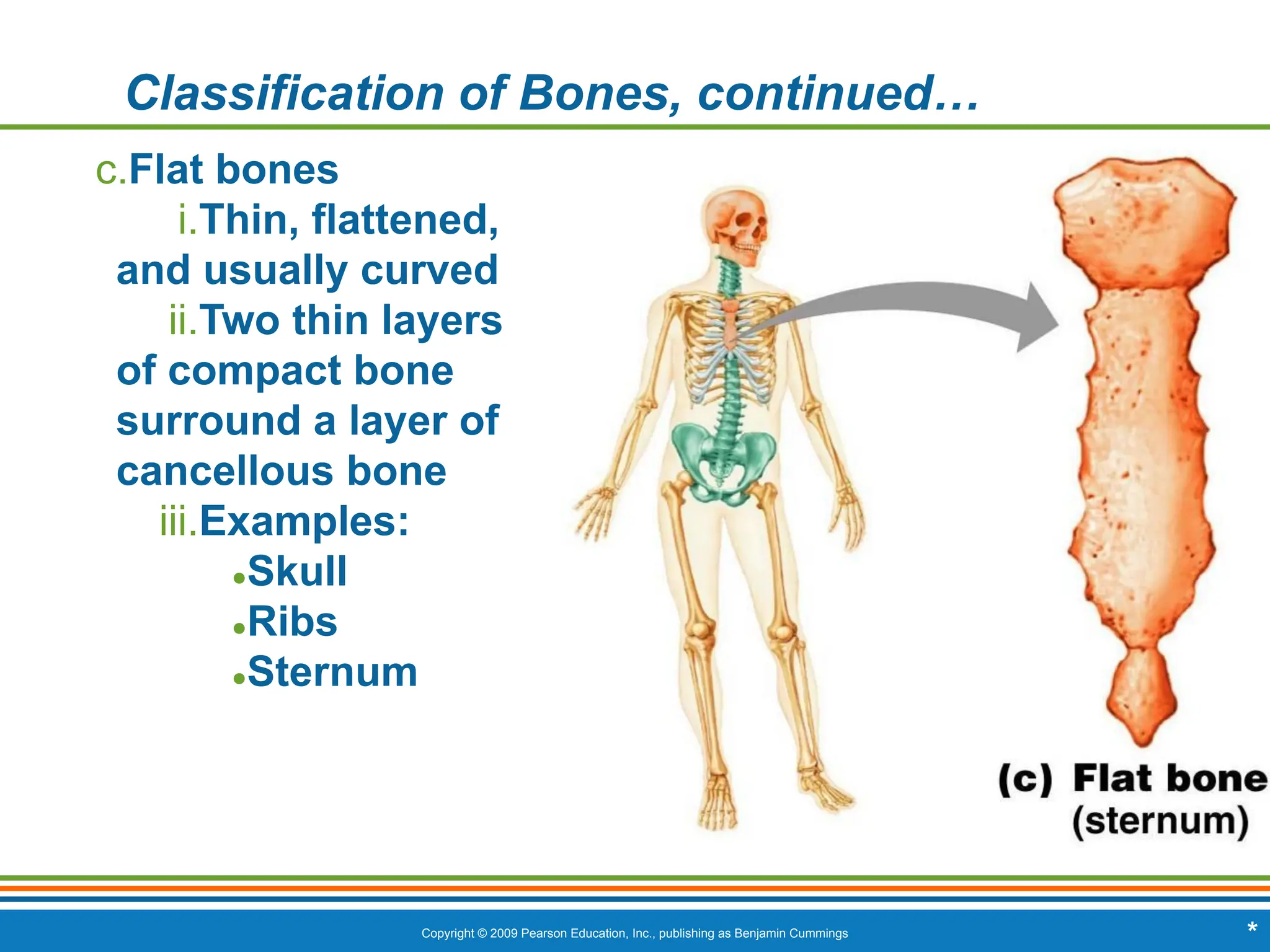 Ch. 5 Lecture - Skeletal System (marieb).ppt.pdf