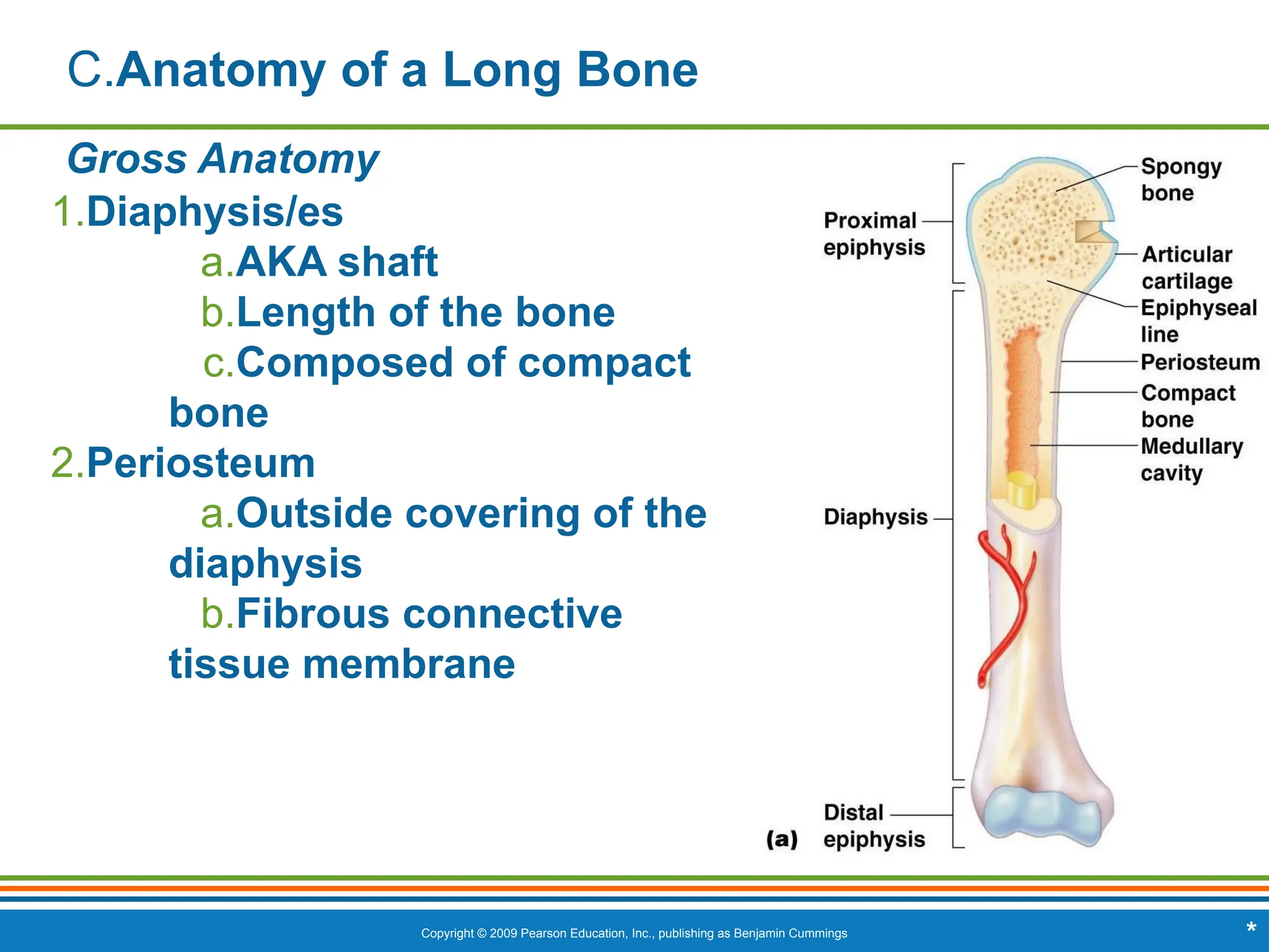 Ch. 5 Lecture - Skeletal System (marieb).ppt.pdf