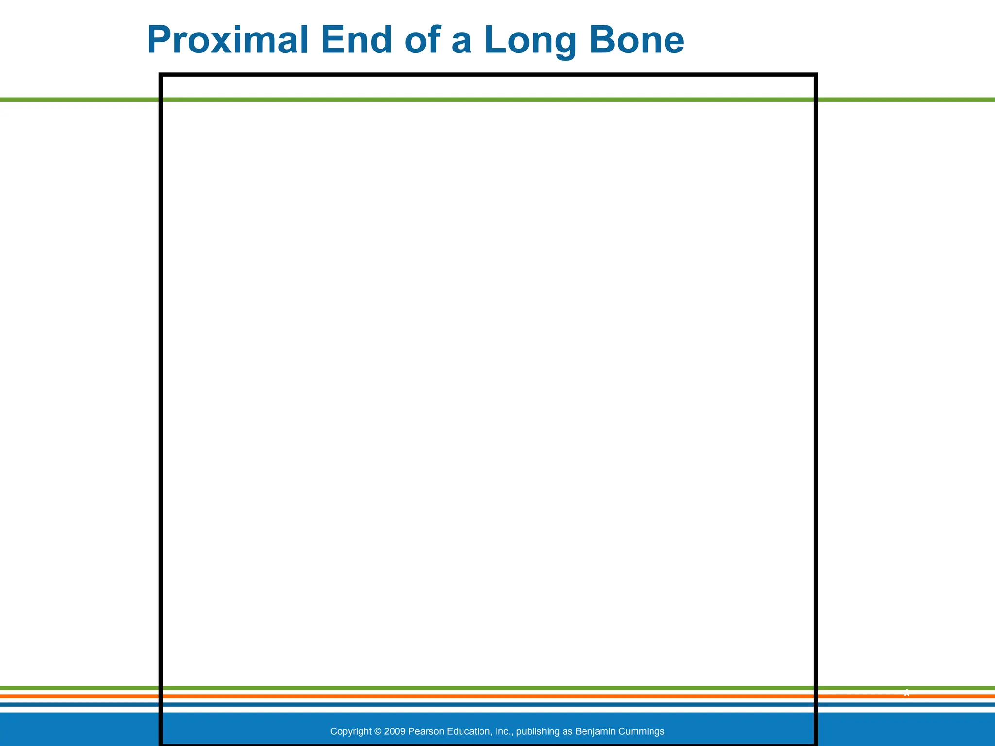 Ch. 5 Lecture - Skeletal System (marieb).ppt.pdf