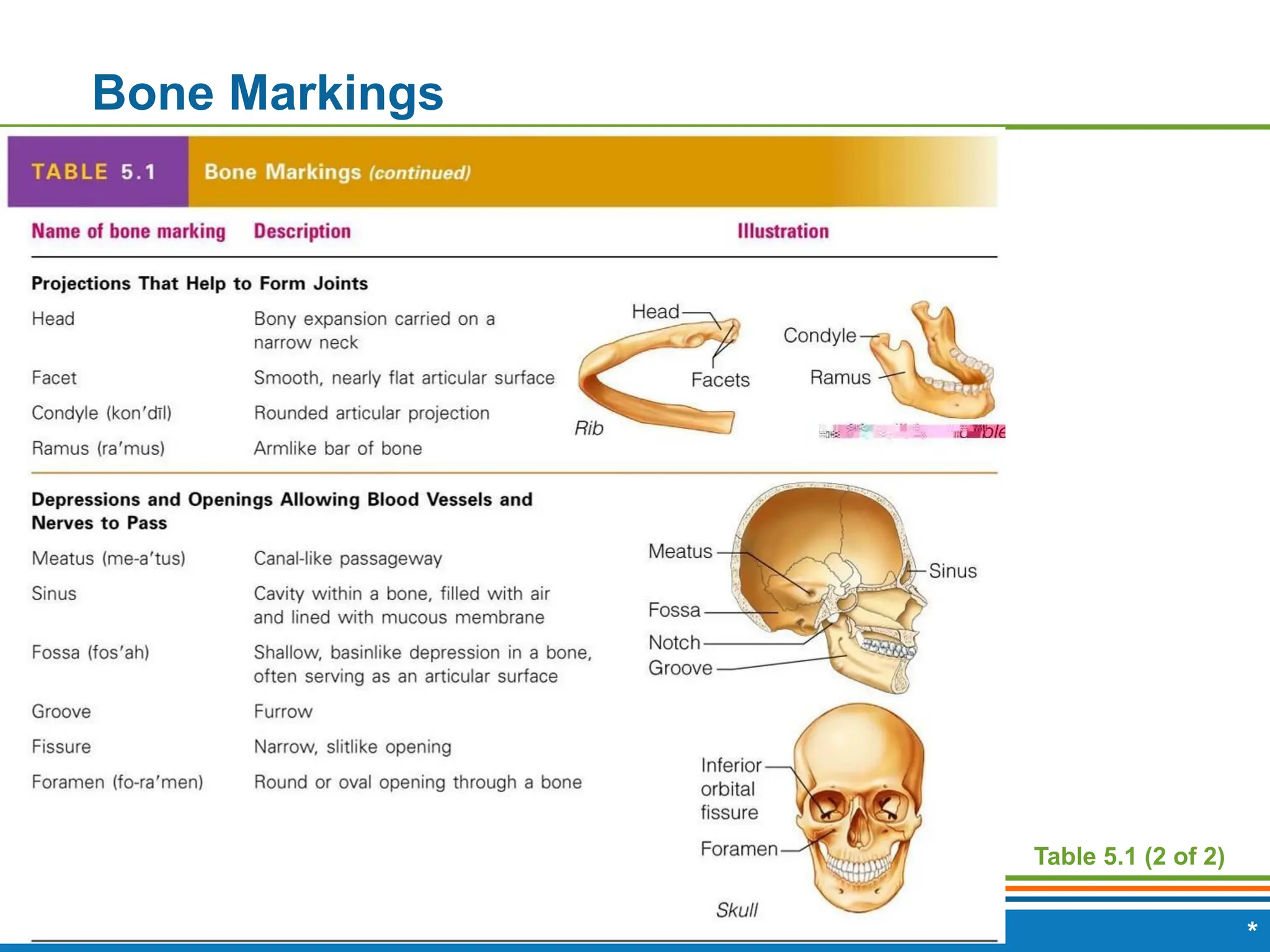 Ch. 5 Lecture - Skeletal System (marieb).ppt.pdf