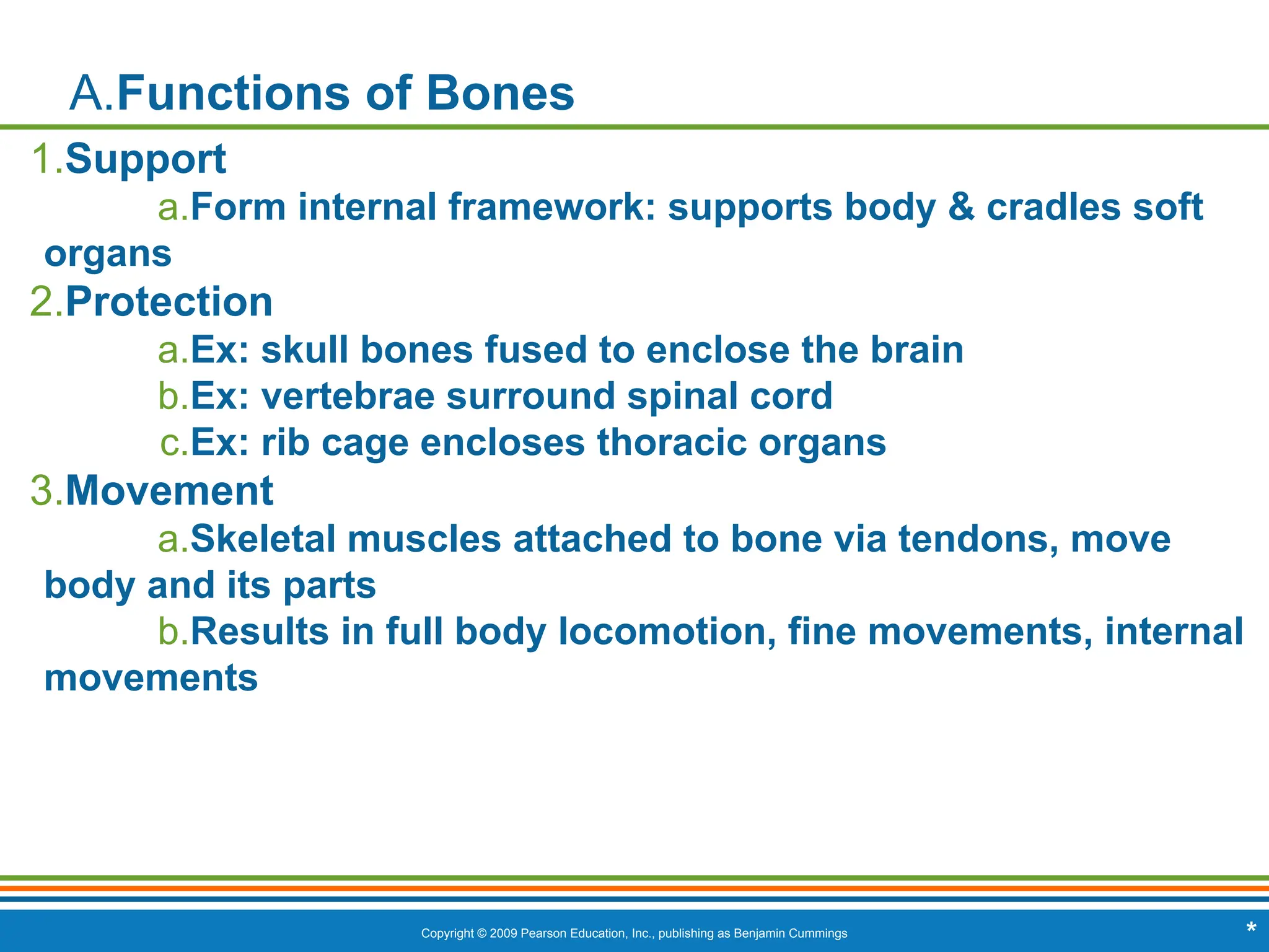 Ch. 5 Lecture - Skeletal System (marieb).ppt.pdf
