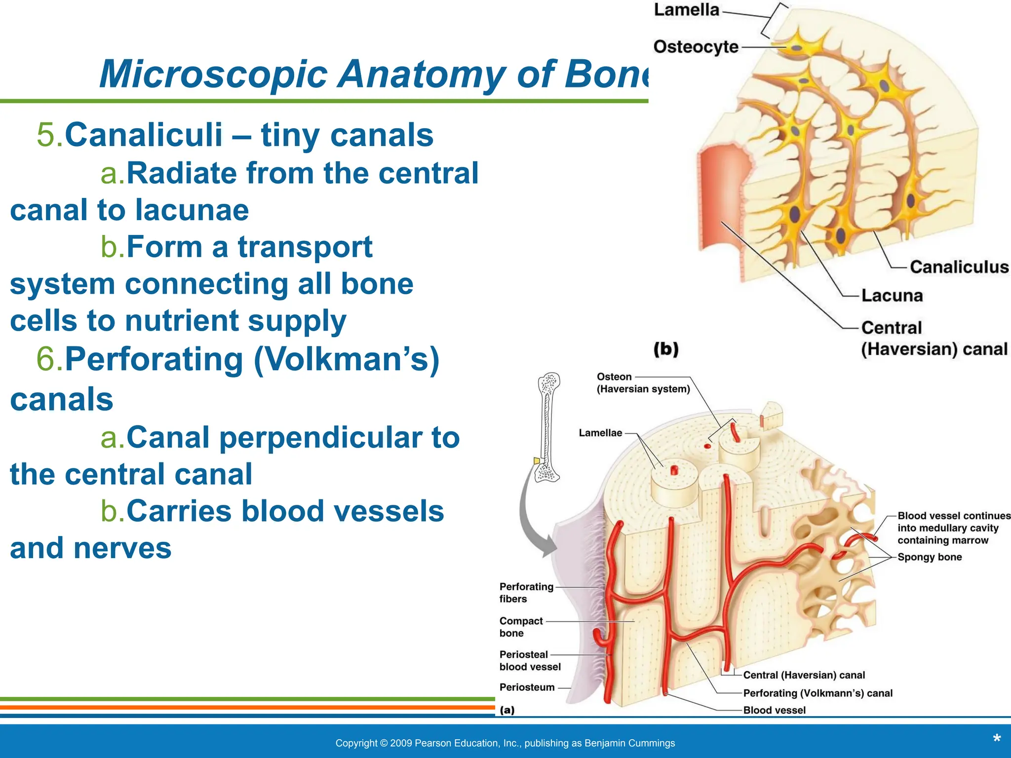 Ch. 5 Lecture - Skeletal System (marieb).ppt.pdf