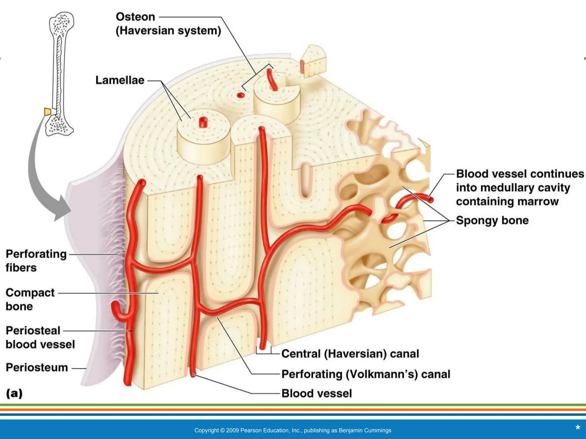 Ch. 5 Lecture - Skeletal System (marieb).ppt.pdf
