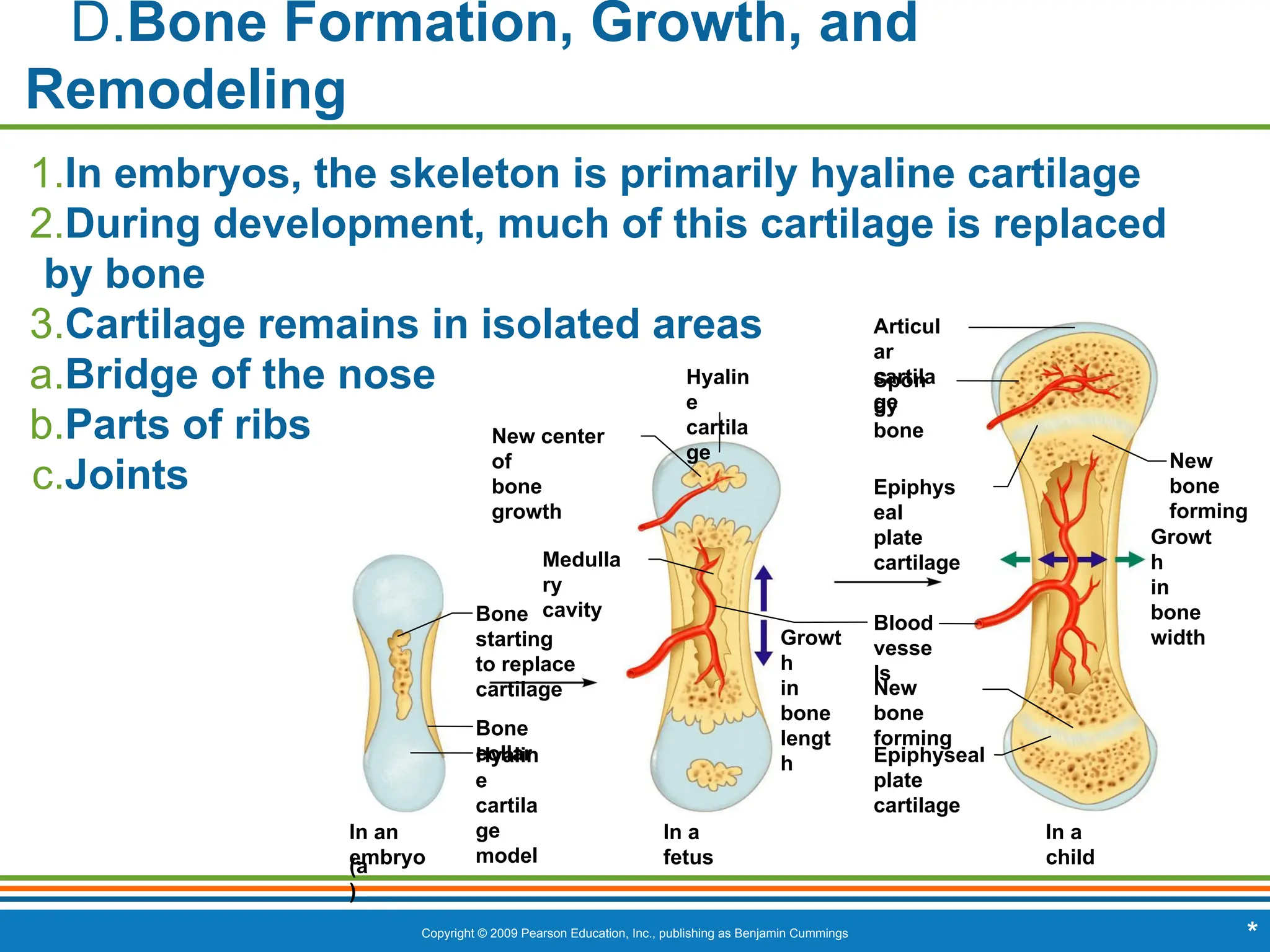 Ch. 5 Lecture - Skeletal System (marieb).ppt.pdf