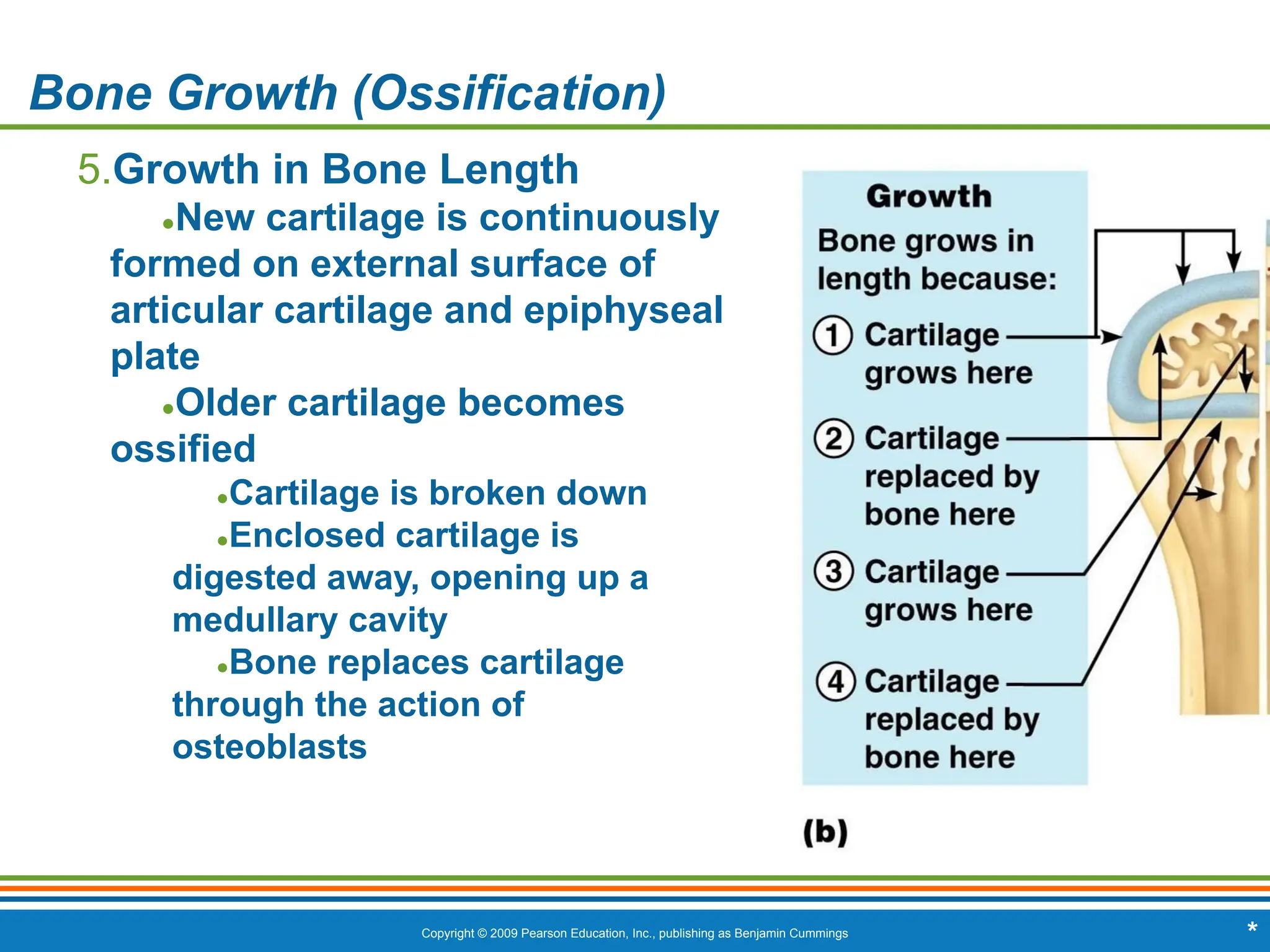 Ch. 5 Lecture - Skeletal System (marieb).ppt.pdf