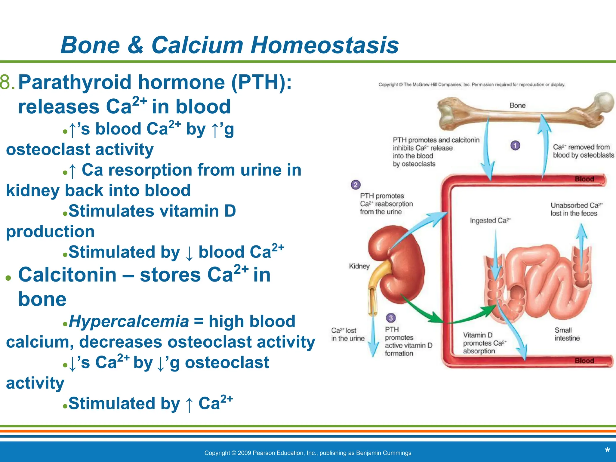 Ch. 5 Lecture - Skeletal System (marieb).ppt.pdf | Death, Injury, or Military Conflict ...