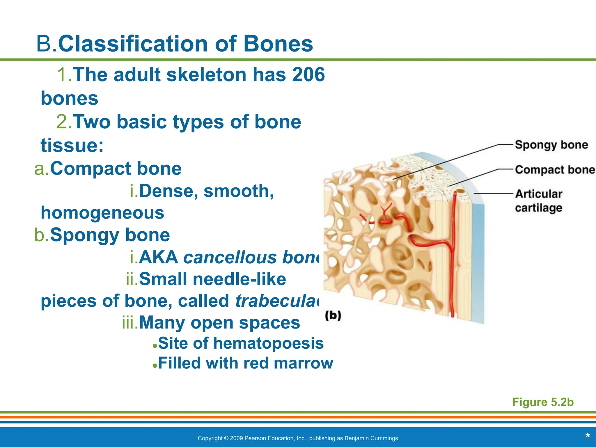 Ch. 5 Lecture - Skeletal System (marieb).ppt.pdf
