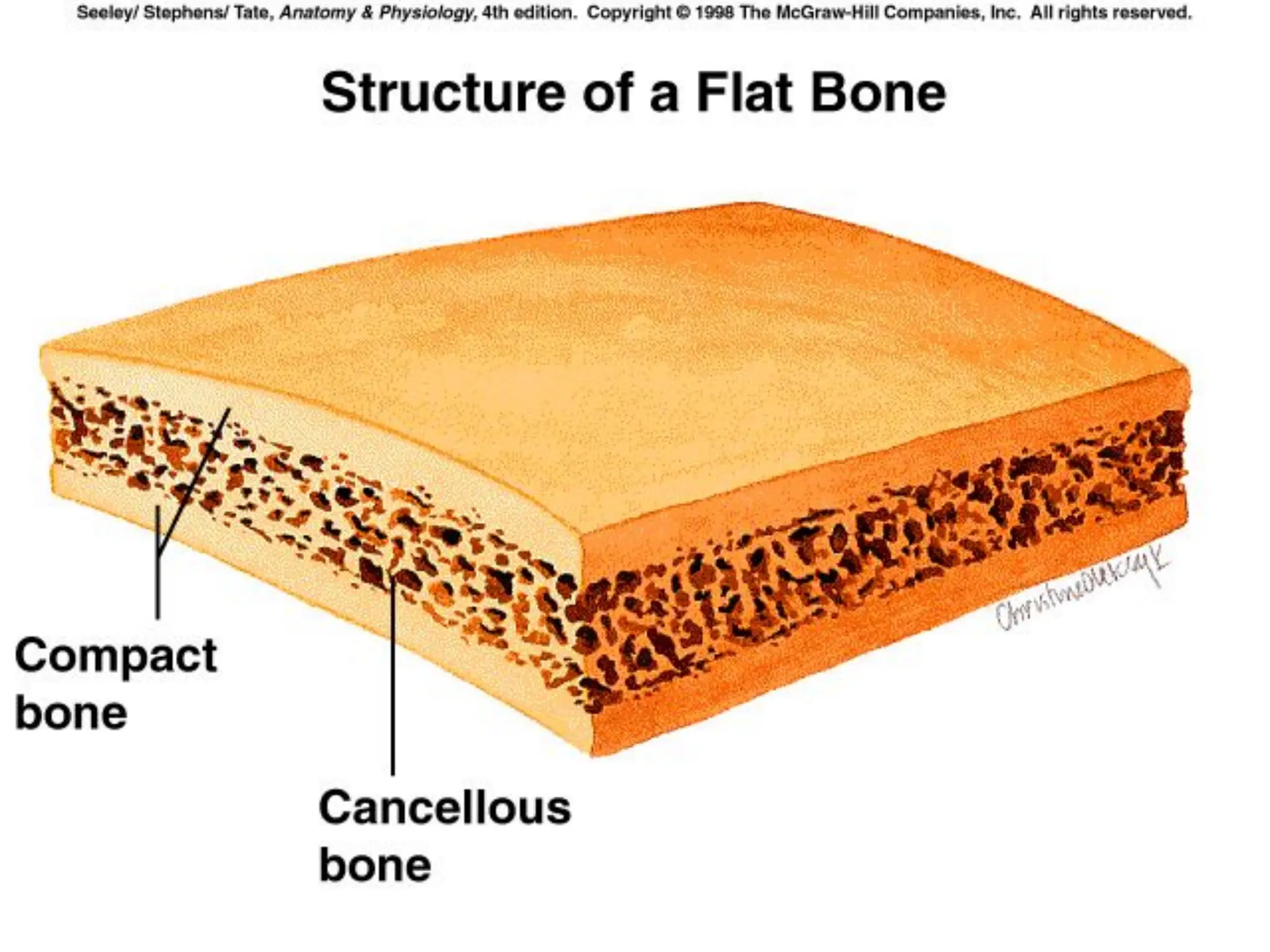 Ch. 5 Lecture - Skeletal System (marieb).ppt.pdf