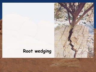Sediment and Sedimentary rock,Significance of sedimentary rocks | PPT