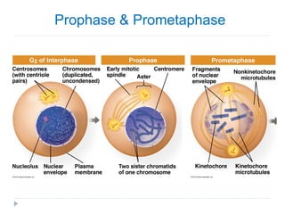 Ch. 9 Mitosis F17-mitosis and meiosis.ppt