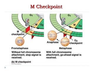 Ch. 9 Mitosis F17-mitosis and meiosis.ppt